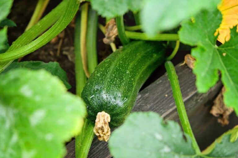 18 Types of Zucchini You Probably Don’t Know About (With Pictures)