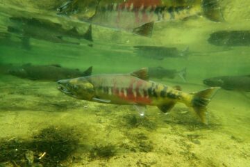 Discover the 6 Types of Salmon: A Gourmet Guide for Cooking Enthusiasts