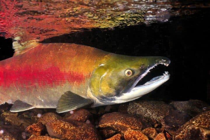 Discover the 6 Types of Salmon: A Gourmet Guide for Cooking Enthusiasts
