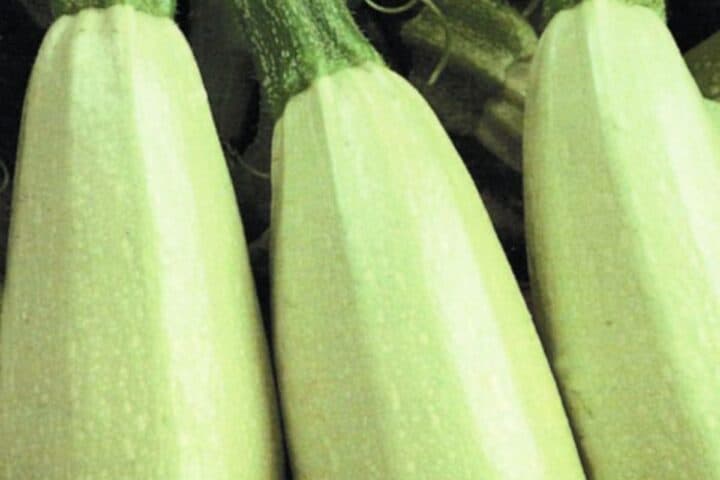 18 Types of Zucchini You Probably Don’t Know About (With Pictures)