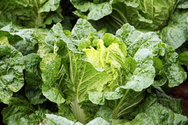 5 Types of Cabbage (And How to Cook Them) - The Yummy Bowl