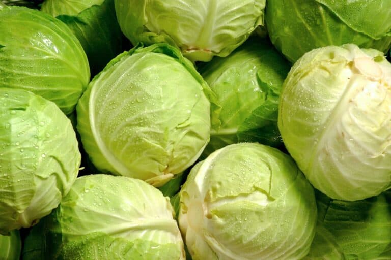 Freezing Cooked Cabbage: 5 Tips You Need to Know