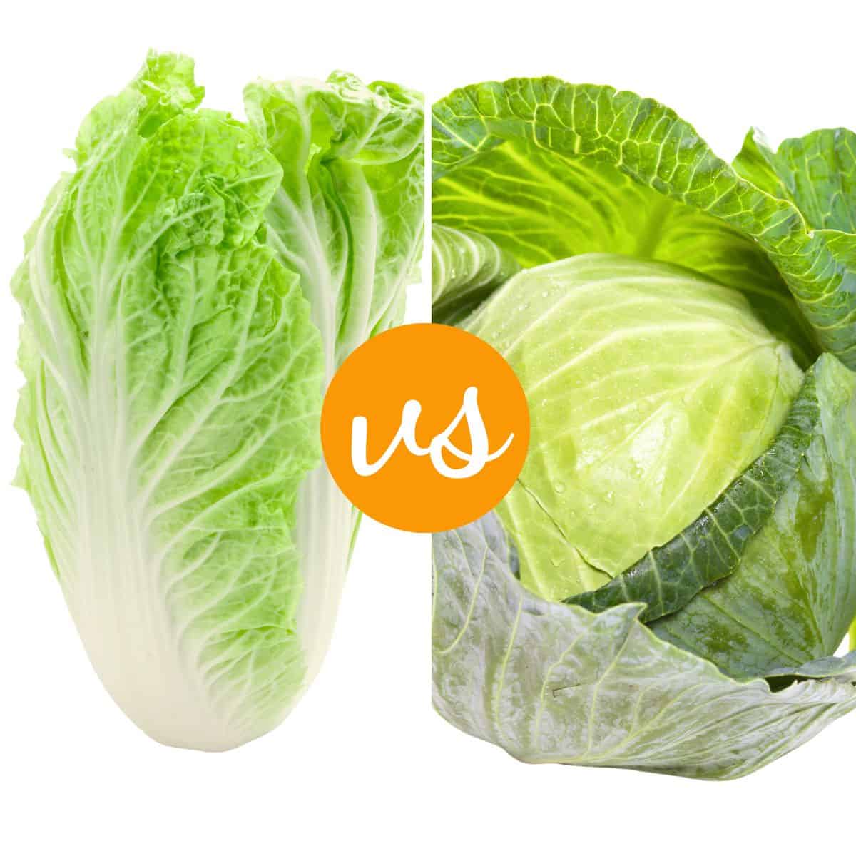 Napa Cabbage vs Green Cabbage – What’s the Difference (and Which Should ...