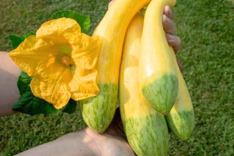 18 Types of Zucchini You Probably Don’t Know About (With Pictures)
